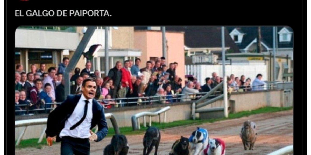 Memes. El galgo de Paiporta