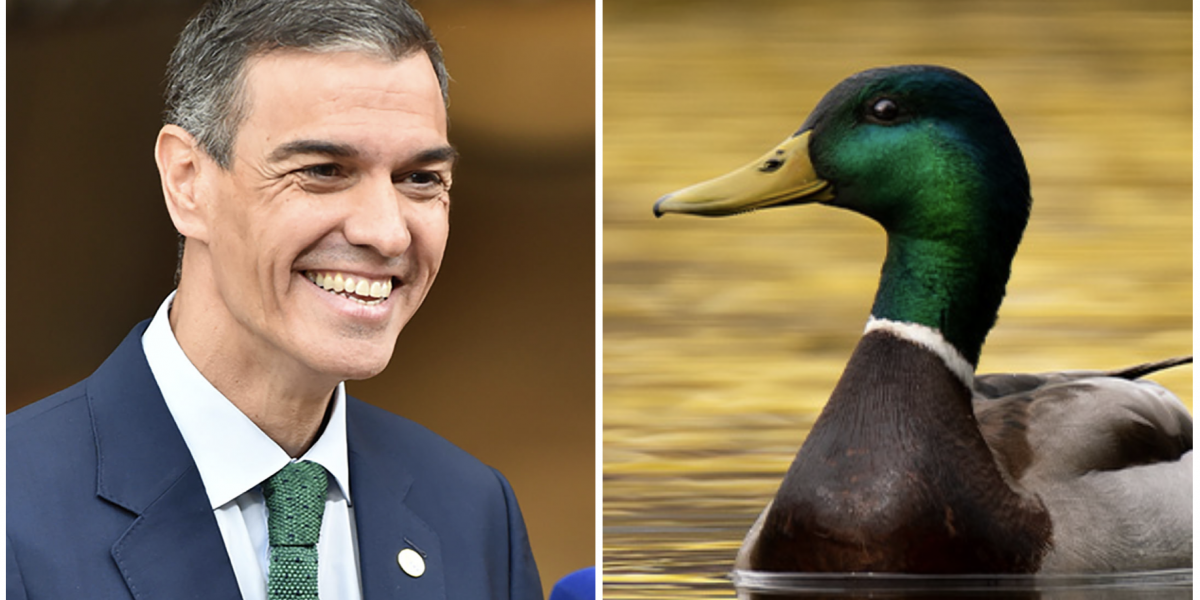 Sánchez ya es un pato cojo